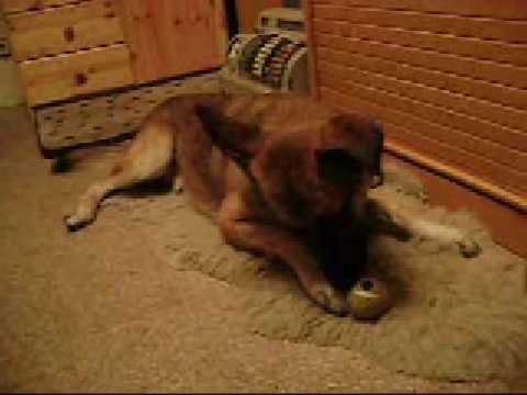 Malinois Felan and the ball - YouTube