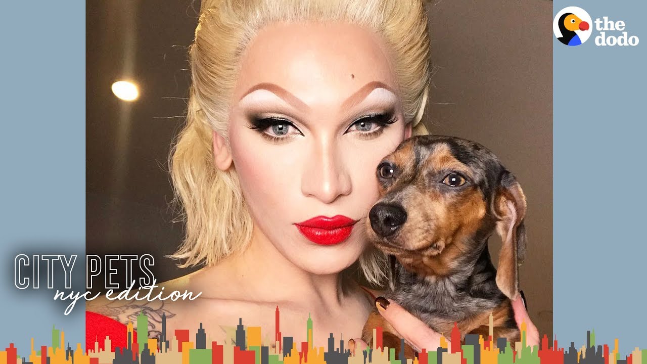 Spoiled Dogs Walk the Runway with Miss Fame NYC | The Dodo City Pets ...