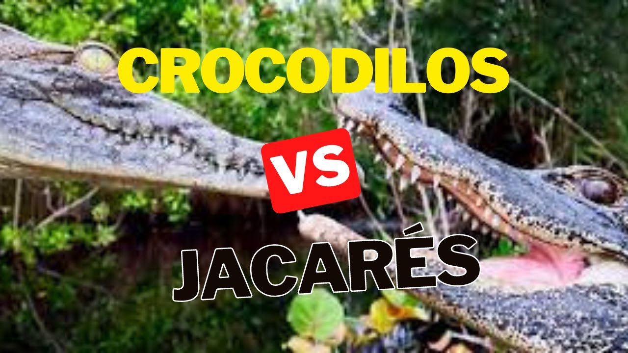 JACARE VS CROCODILO: Como IDENTIFICAR e suas DIFERENÇAS - YouTube