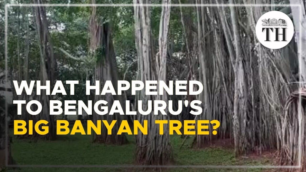 What happened to Bengaluru’s Big Banyan Tree? | The Hindu - YouTube