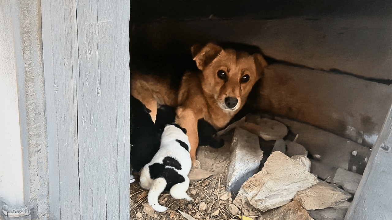 stray mother dog knew her pawless pup couldn't survive, so she ...