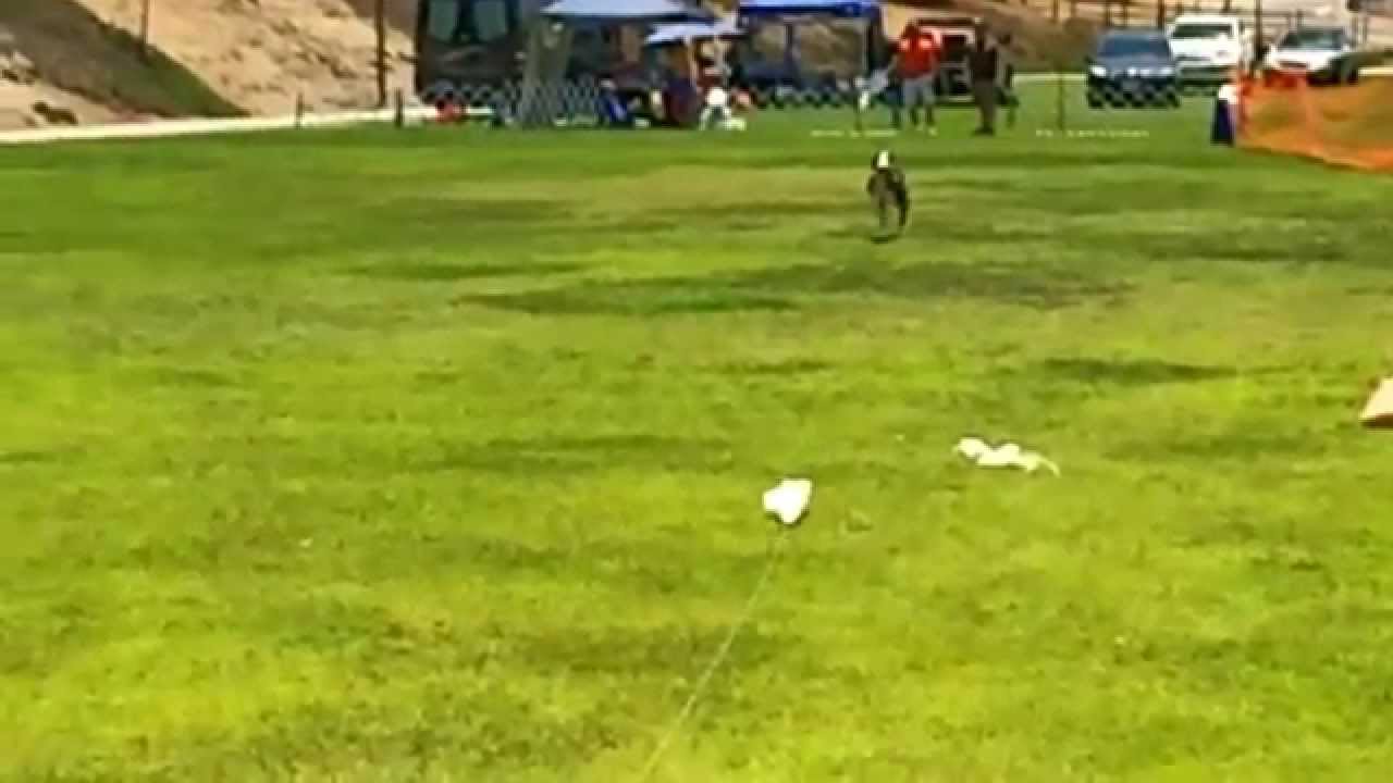Dogs chasing Lures. Amazing. Wellsley Whippet crusing the course. - YouTube