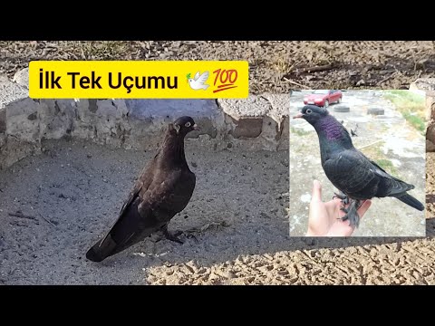 YENİ BAŞLAYAN ARAP YAVRU İLK TEK UÇUMU - Taklacı güvercin Oyunkuşu