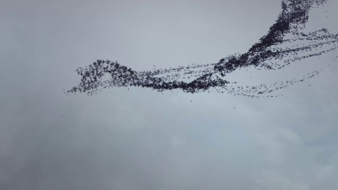 BNZ Death Pledge Crows 15 via StopPress - YouTube