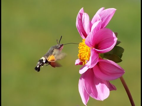 Insekt das wie ein  Kolibri fliegt in Deutschland Taubenschwanz Kolibrifalter Hummingbird