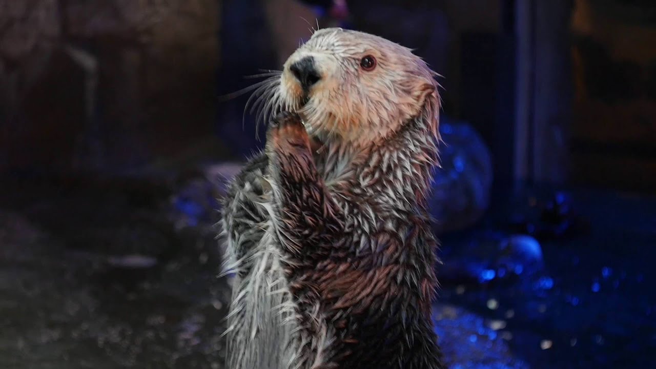 Otter pick for the Big 2016 Game! Aquarium of the Pacific - YouTube
