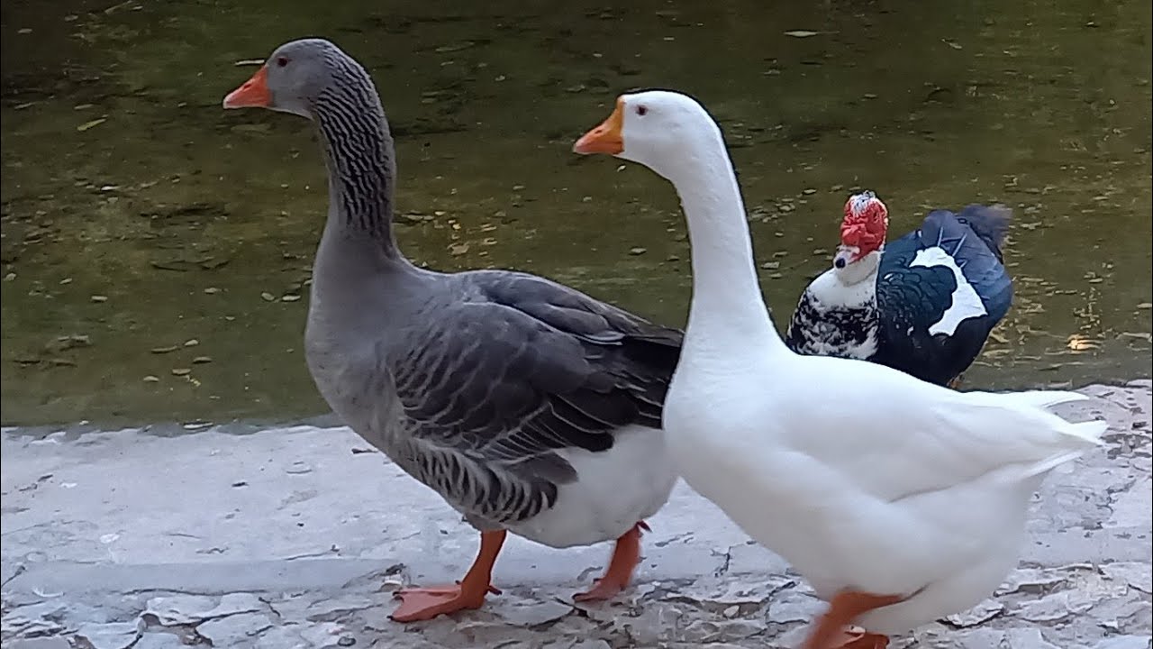 hello..update lang - YouTube