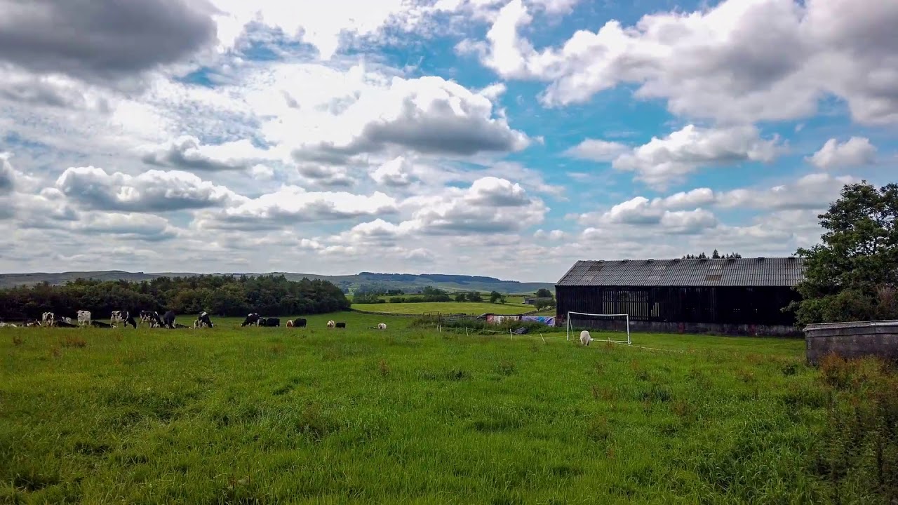 Cows Time Lapse - YouTube