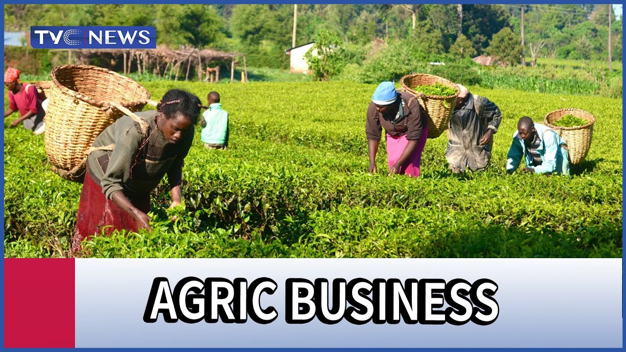 How to boost Agric business in Africa - YouTube