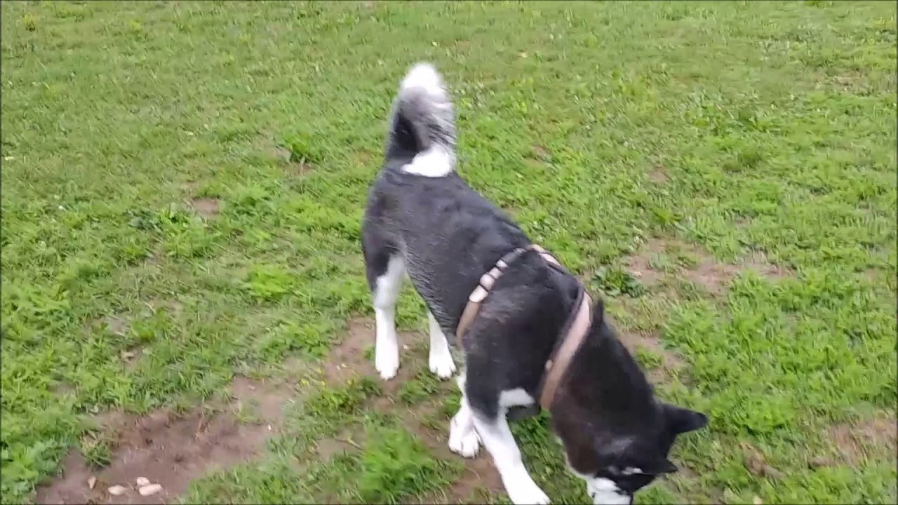 Alaskan Malamute "attacked" by a Black Labrador - YouTube