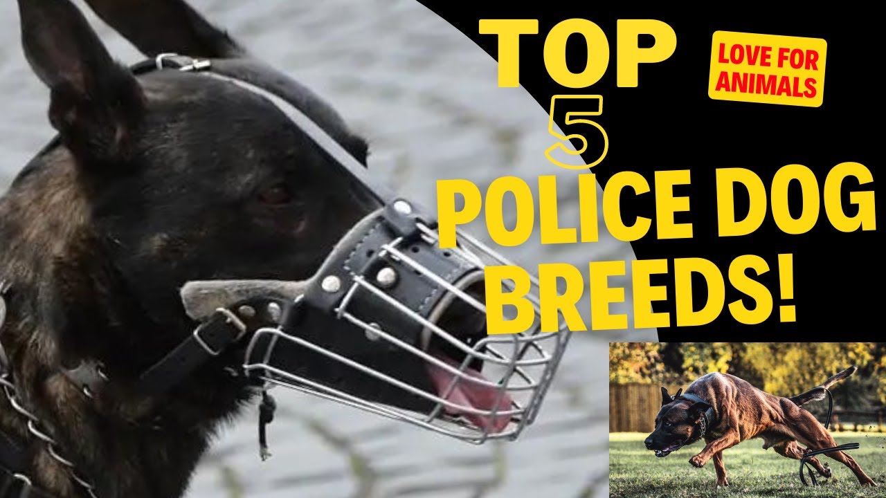Police Dog Breeds! Top 5! - YouTube
