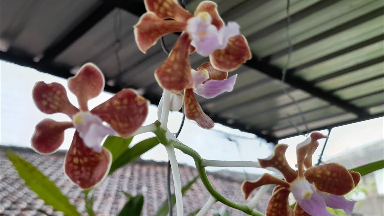 Vanda limbata var Jawa - Anggrek Wangi yg Murah tapi Elegan #indonesianorchids - YouTube
