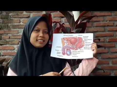 Genitalia masculina & feminina- Ulin Nihayah - YouTube