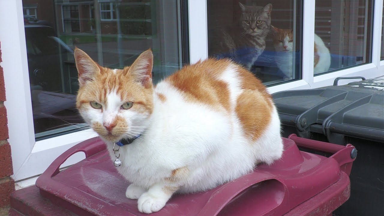 My Cats Watch Visitor Cat From The Window - YouTube