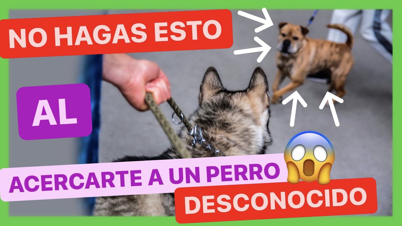 👉 ¿CÓMO ACERCARTE a un PERRO que NO CONOCES? 😰 CON TU PERRO O SOLO ...