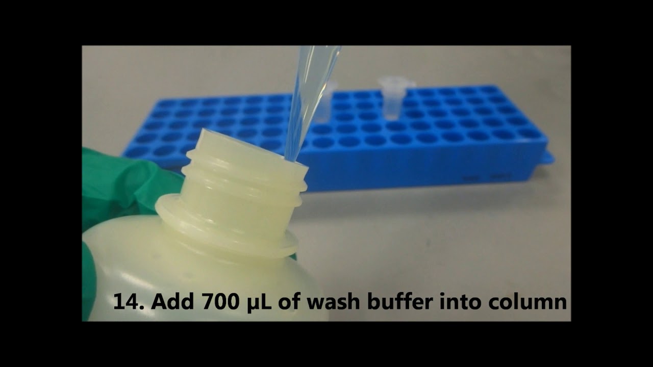 PCR Product Purification using a commercial Column Kit - YouTube