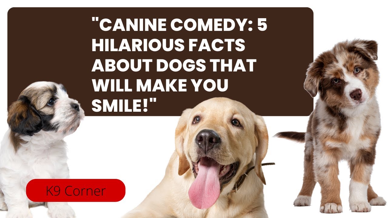 Canine Comedy: Five Hilarious Facts About Dogs That Will Make You Smile ...