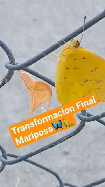 Transformacion De Oruga a Capullo a Mariposa Parte Final #oruga # ...