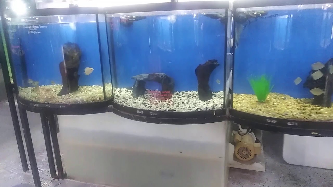 Looking to adopt a fish 🐟 - YouTube