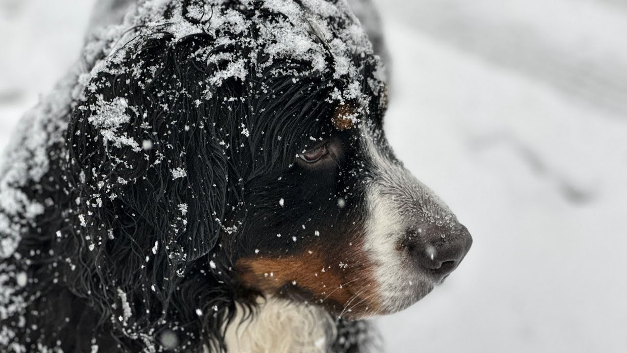 1415466How Do Bernese Mount - YouTube