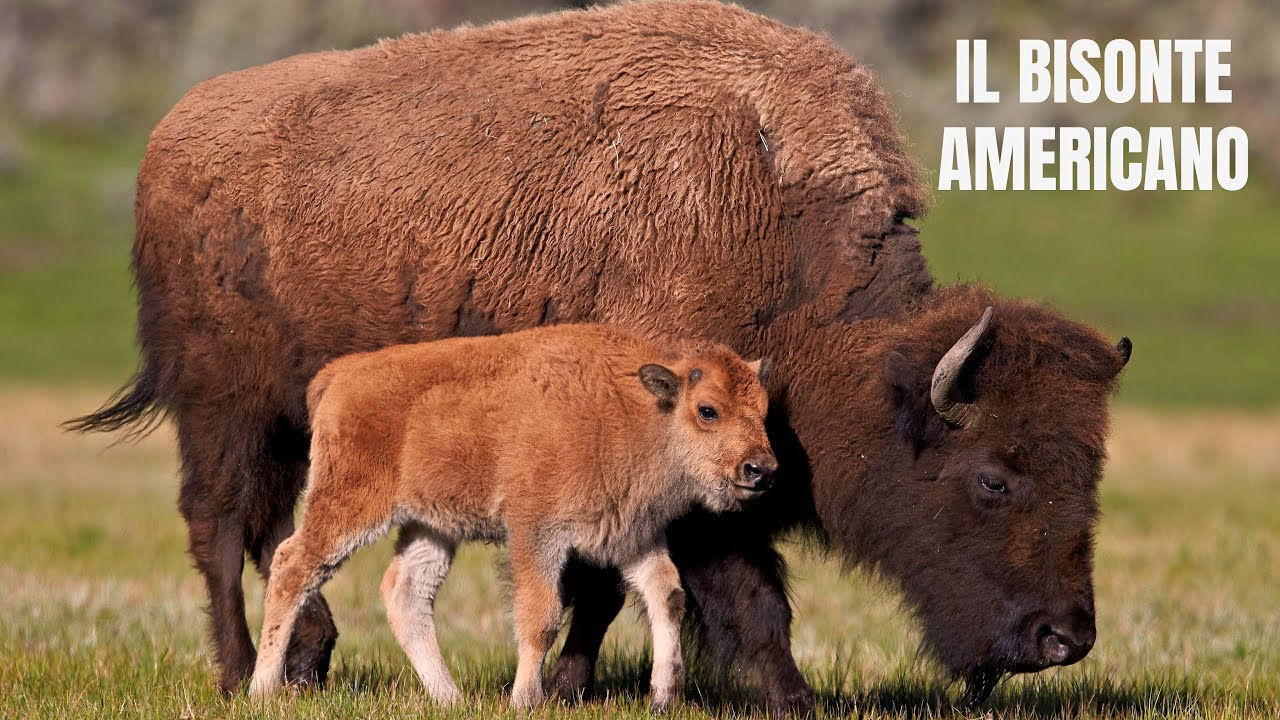 Bisonte Americano El Bisonte Americano Busca Recuperar Sus Dominios En