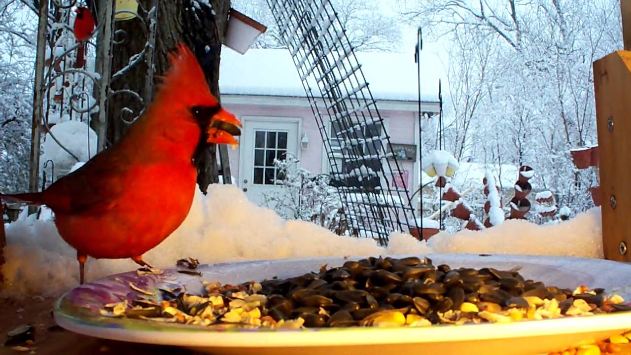 EASTERN CARDINAL FLYING THRU SNOW BANK - YouTube