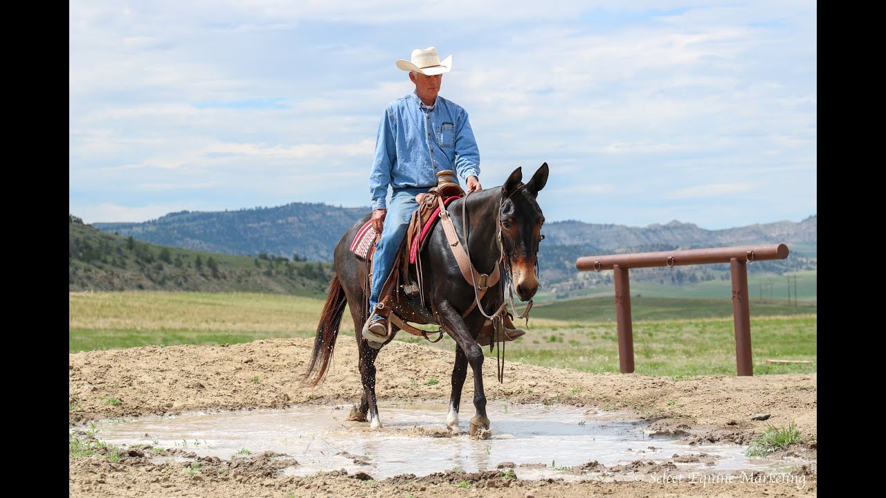 Charm - 9 Yr. Old, 14'3 Black Mule - Hip #56 at Jake Clark's Mule Days ...