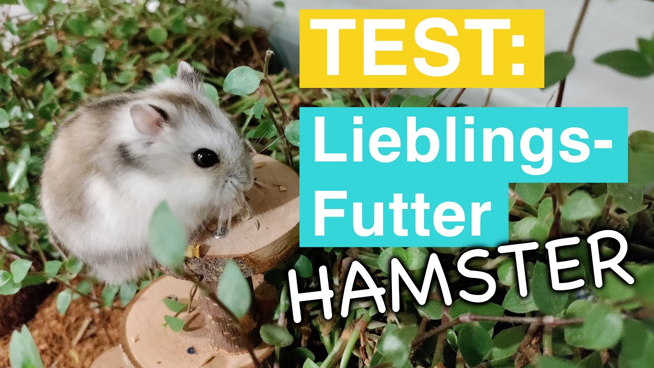 Welches Futter mag mein Hamster? - YouTube