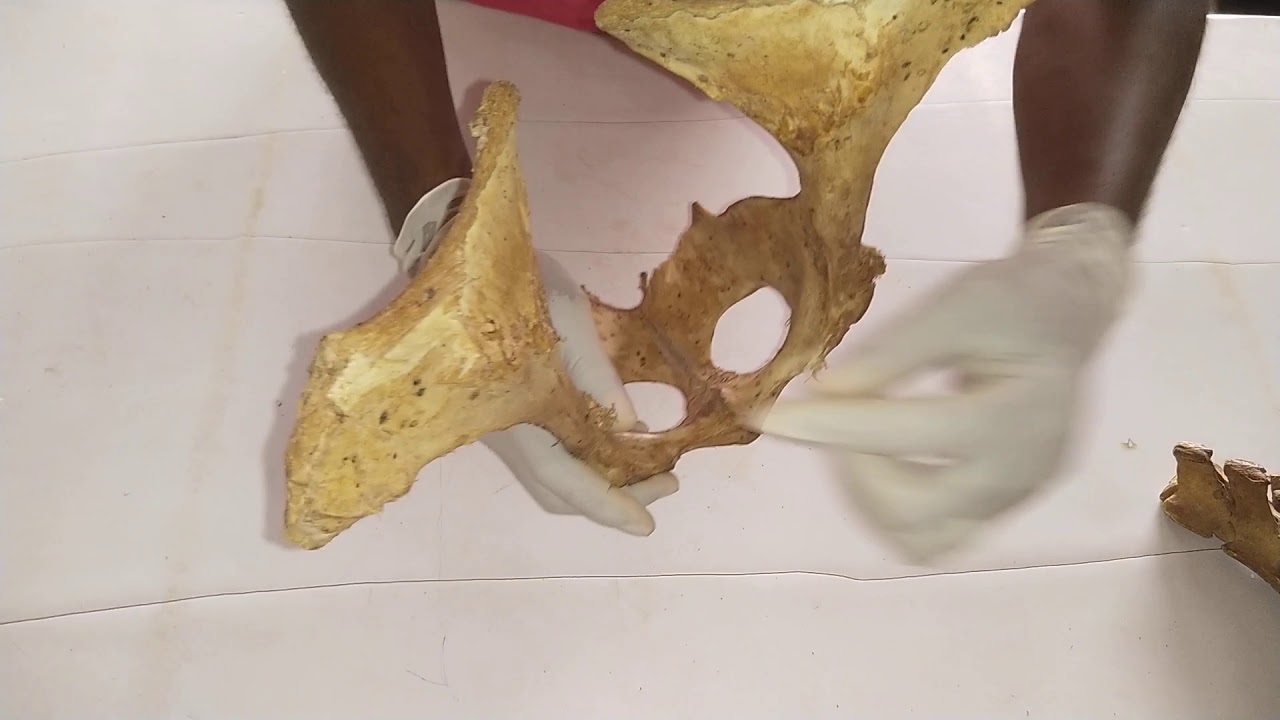 PELVIC GIRDLE OF AN ANIMAL - YouTube