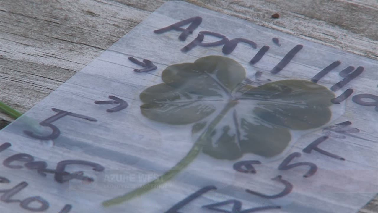 What it takes to find a five leaf clover - YouTube