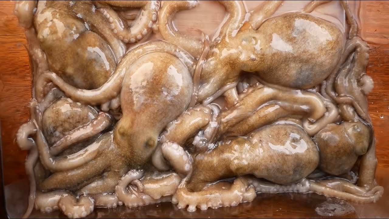 Eating live octopus in Korea - YouTube