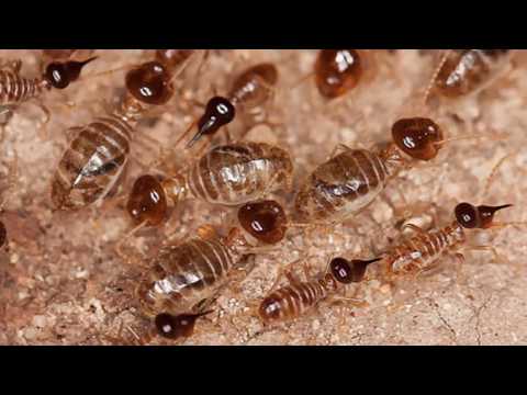 What Do Termites Look Like In Foley Al
