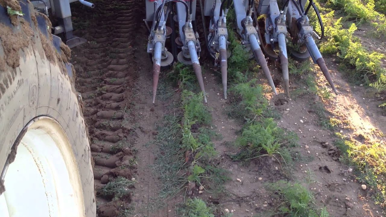 Pik Rite Carrot Harvester - YouTube