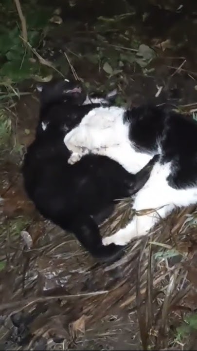Кошачья драка котики Moscow Russia животные коты кот котики Cat