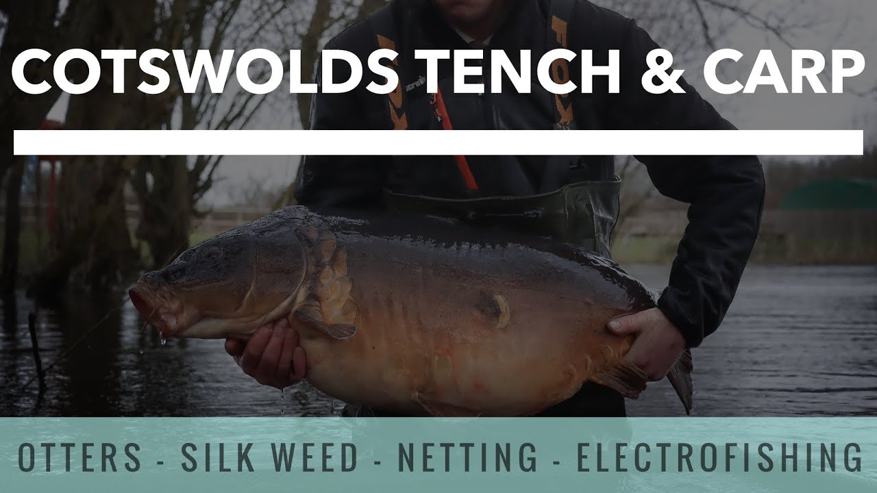 Surprising Findings: Otters, Silk Weed & Electrofishing in Cotswolds ...