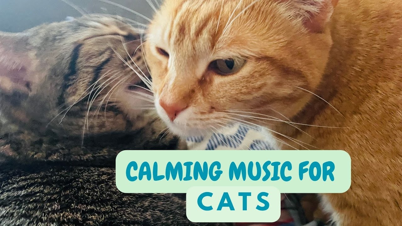30 Minutes of Calming Music for Cats to Relax - Unbelievable Results ...