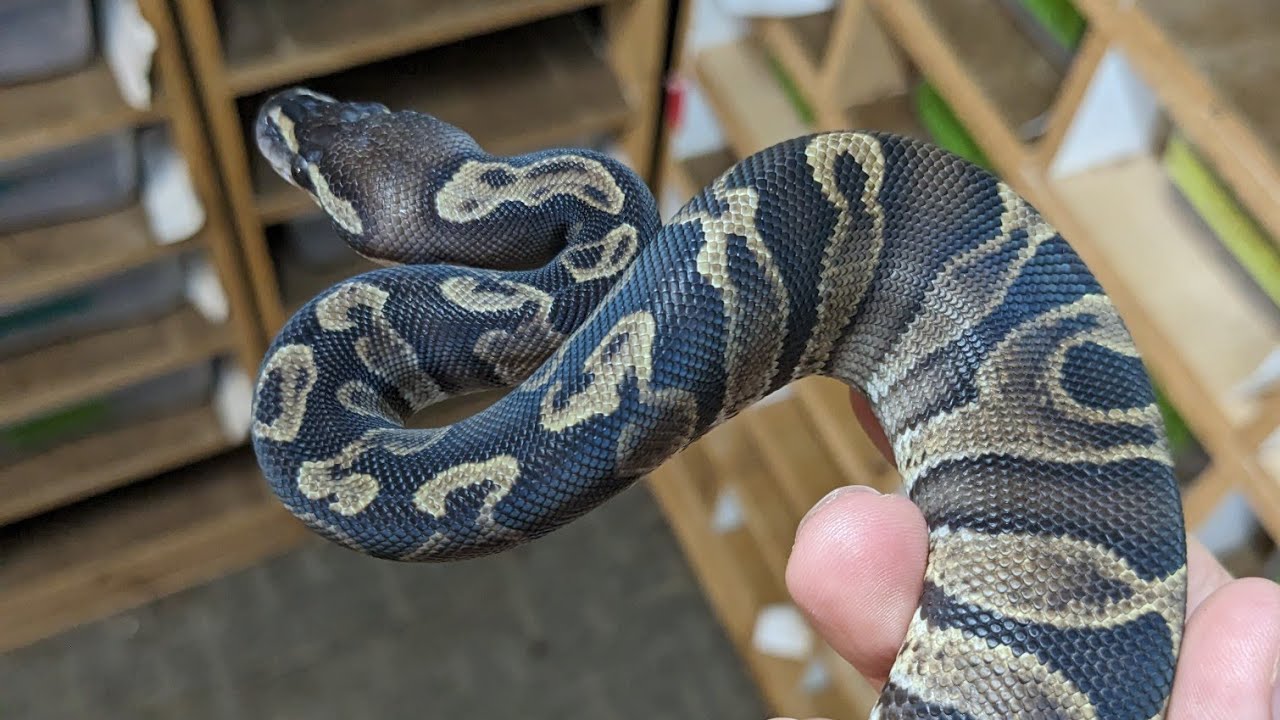 How is Our Volta Ball Python Doing? - YouTube