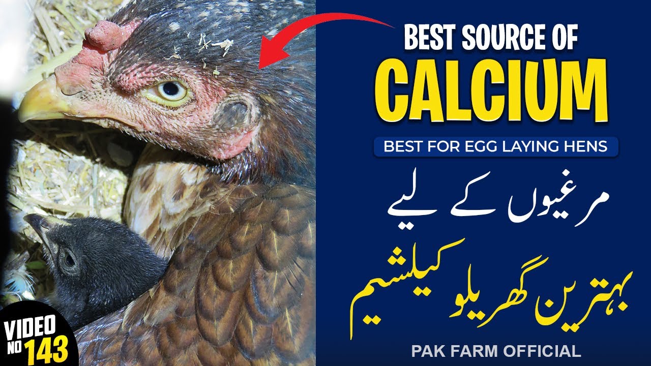 calcium supplement for chickens | calcium for chickens | hens Calcium ...