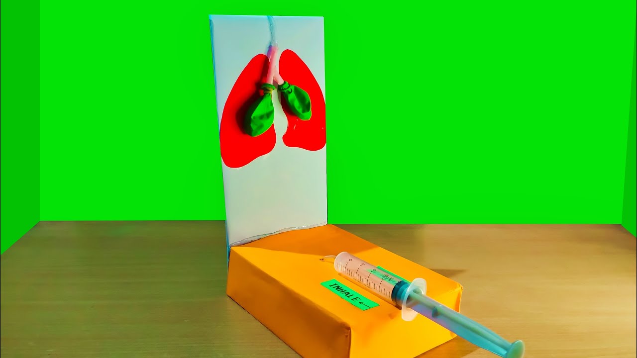 school science project || human respiratory system model || science ...