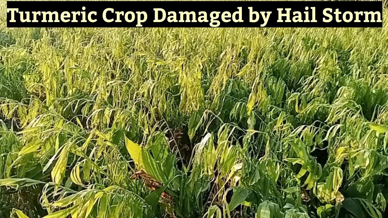 Turmeric Crop damaged by Hail Storm @Mudassarhanif87 - YouTube