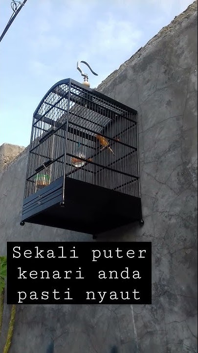 masteran kicau mania - YouTube