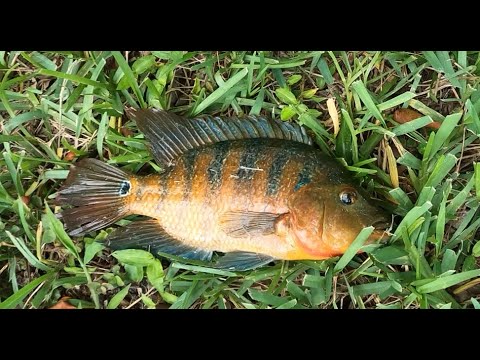 FLORIDA Fishing - Mayan Cichlid Compilation - YouTube