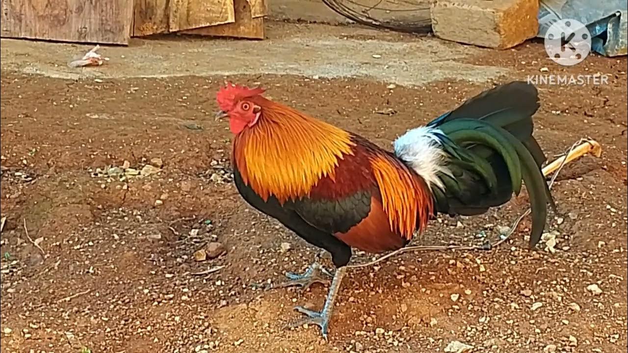 f1 f2 zoo nraug 2025 - YouTube