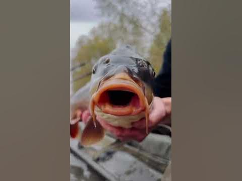 Говорящий карп! - YouTube