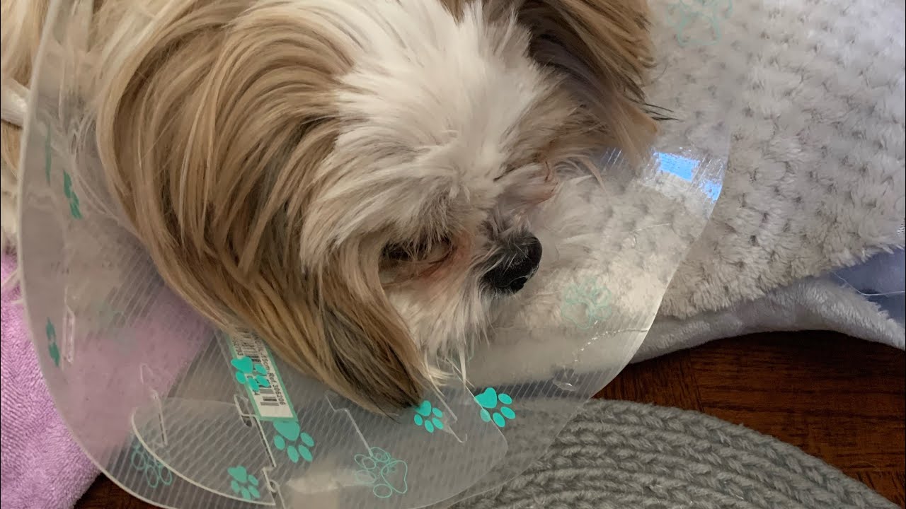 My first walk after getting my cone off! - YouTube