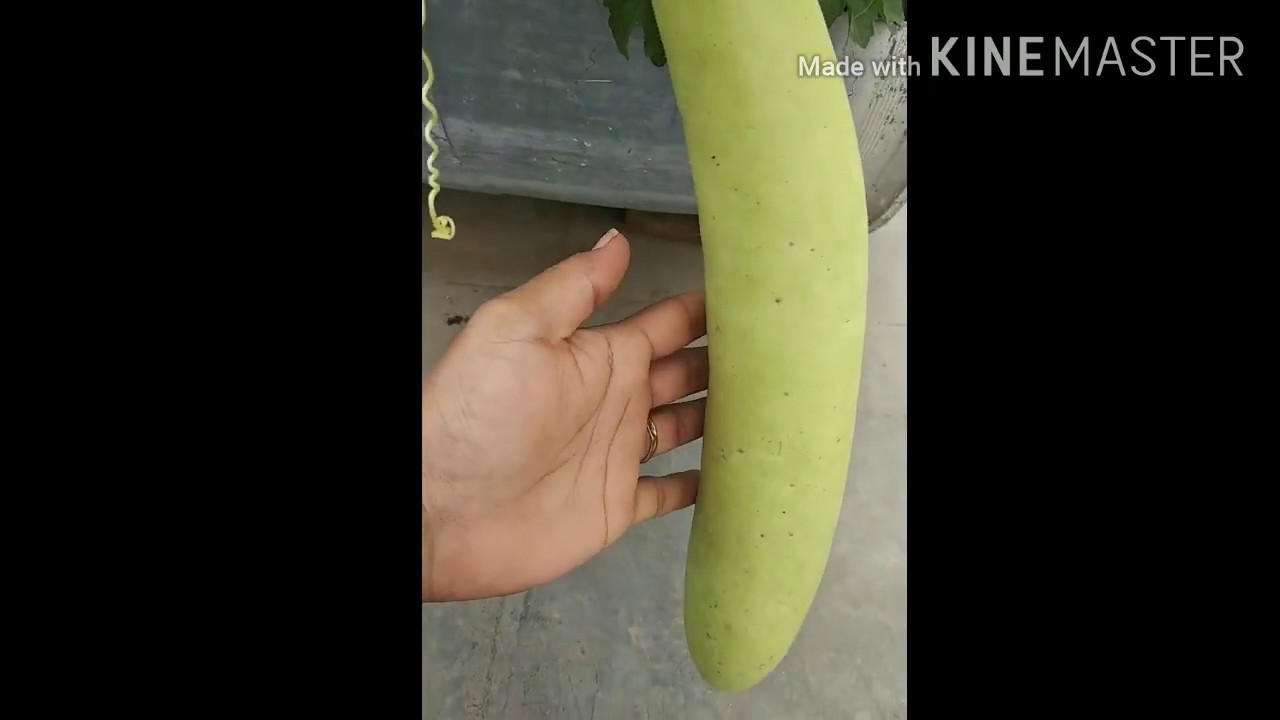 How to Grow Loki । लौकी केसे उगाए, grow bottle ground faster, grow luki ...