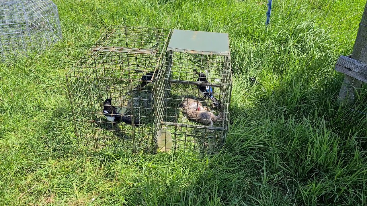 Trapping Magpies - YouTube