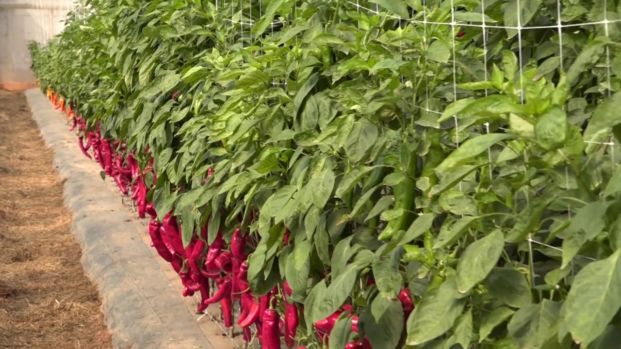 Variedades de Sweet Palermo - Rijk Zwaan Brasil - YouTube