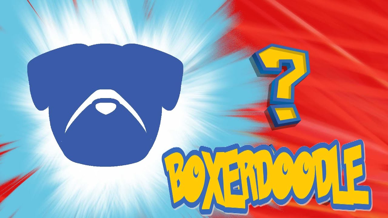 What does a Boxerdoodle look like?! Boxer Poodle Cross - YouTube