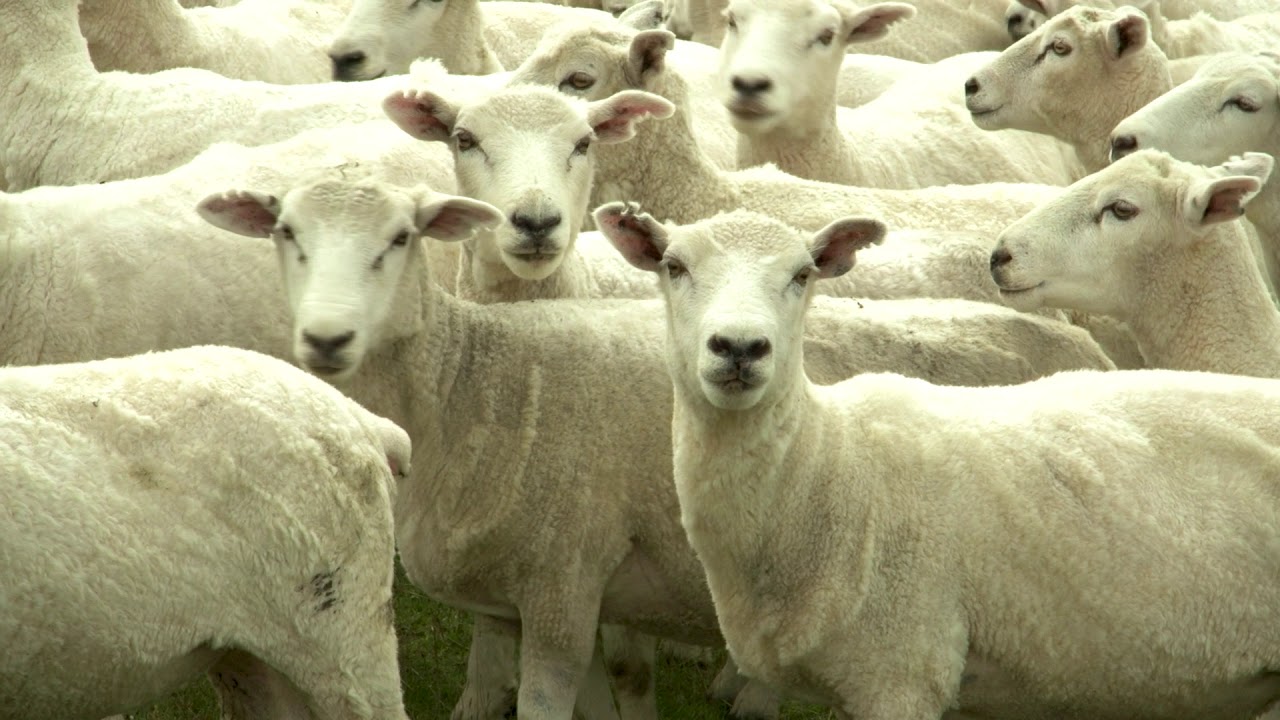 RMPP: Using Scanning and BCS to Support Lamb Growth - YouTube